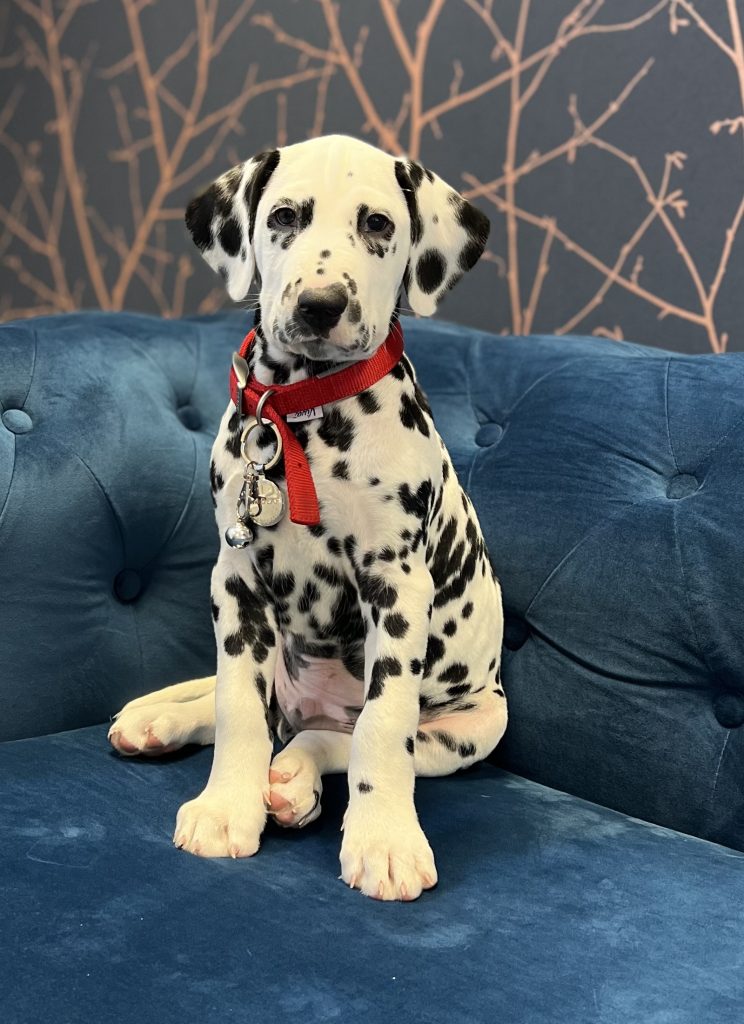 Our Team - Howard Wright Ltd